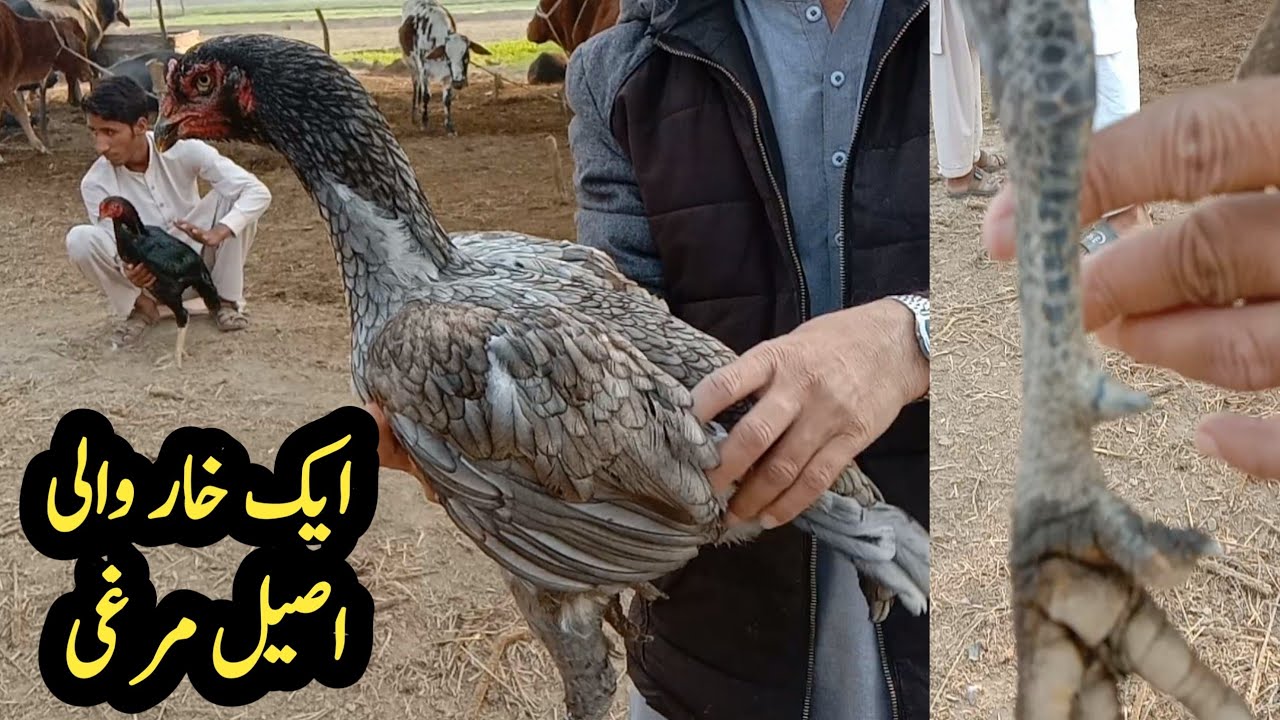 Khardar aseel murgi|pure aseel murgi Punjab Pakistan|Aseel Shamo ...