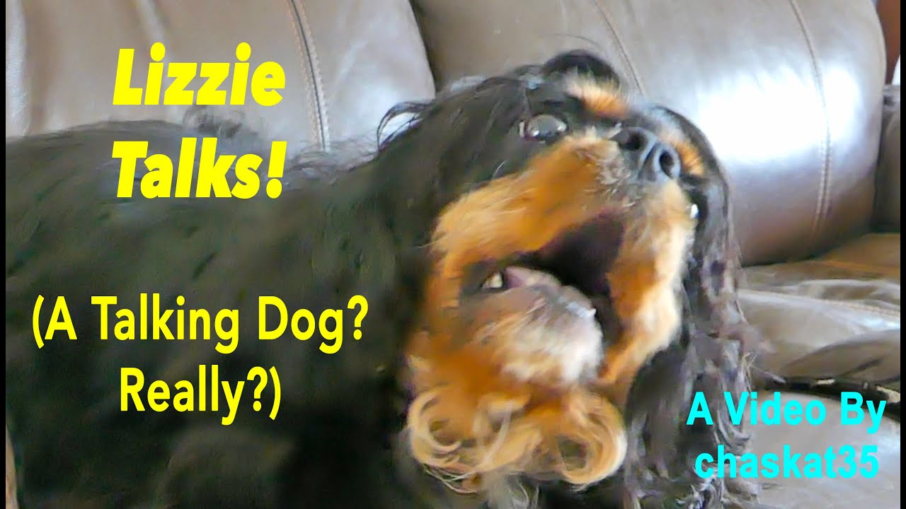 Lizzie Talks!! (A Talking Dog? Really?) - YouTube