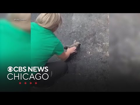 Kentucky nurse uses CPR to revive drunk baby raccoon