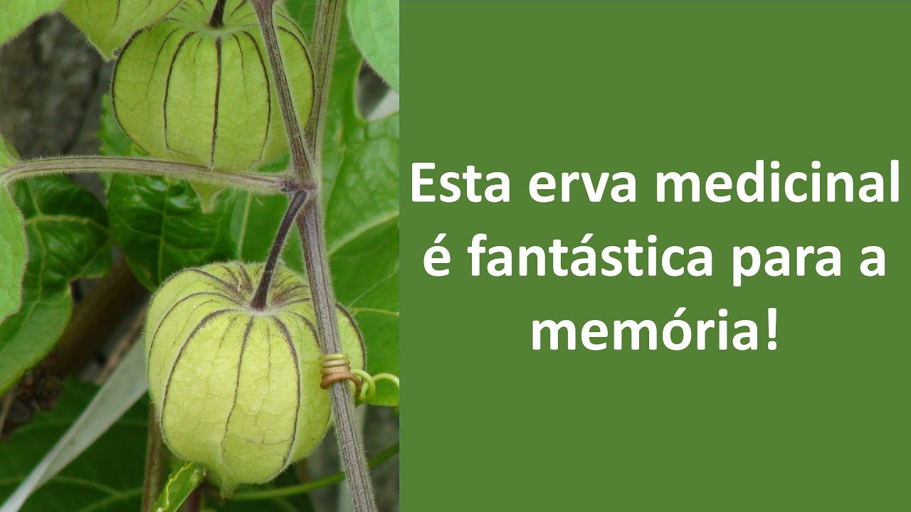 Esta erva medicinal é fantástica para a memória! | Dr. Marco Menelau ...