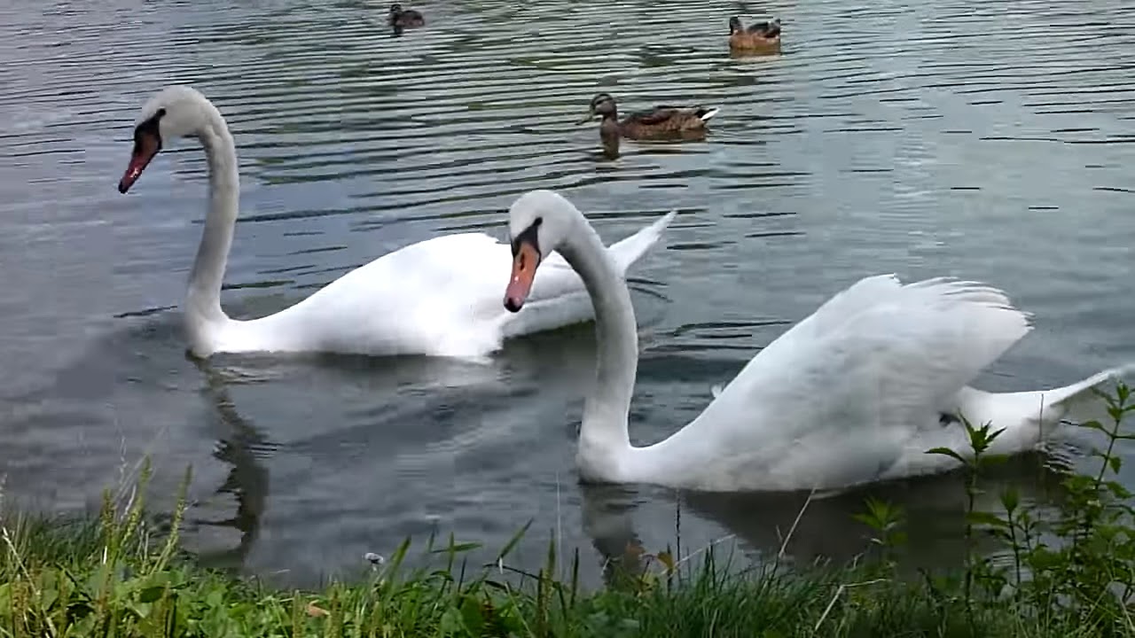 Swans swimming in lake - YouTube