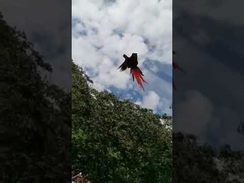 😍 Liberación de Guaras Rojas en Copán Ruinas, Honduras - YouTube