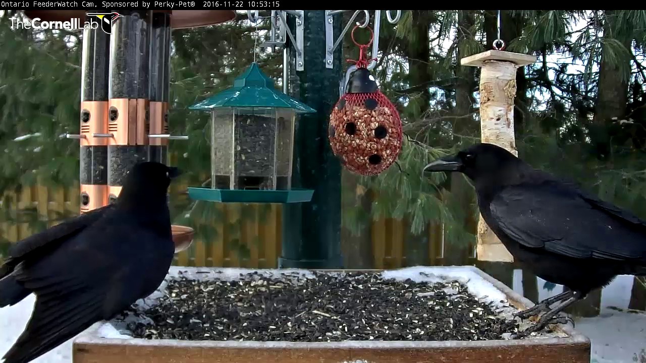 American Crow Makes a Rattle Call in Ontario – Nov. 22, 2016 - YouTube