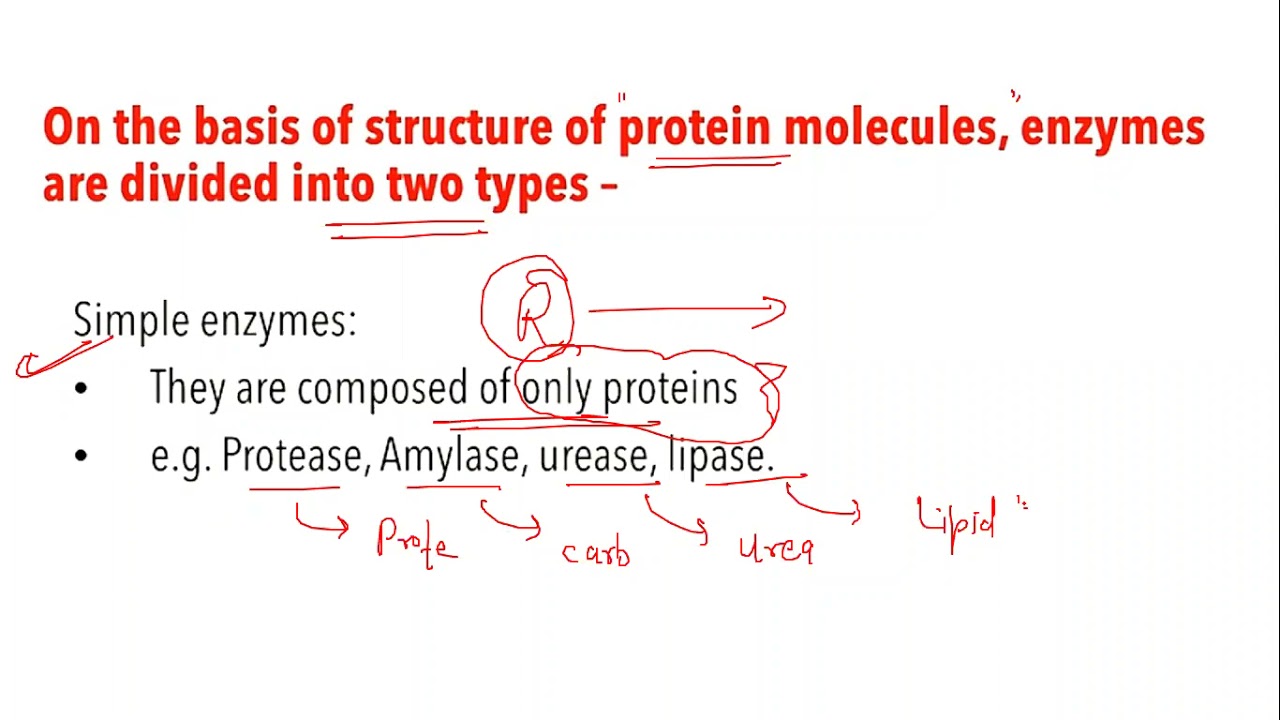 9.20 Enzymes ; Simple and Conjugated - YouTube
