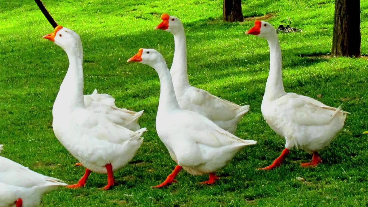 The Life Cycle of Geese | Modern Farming and Production of Goose Eggs ...