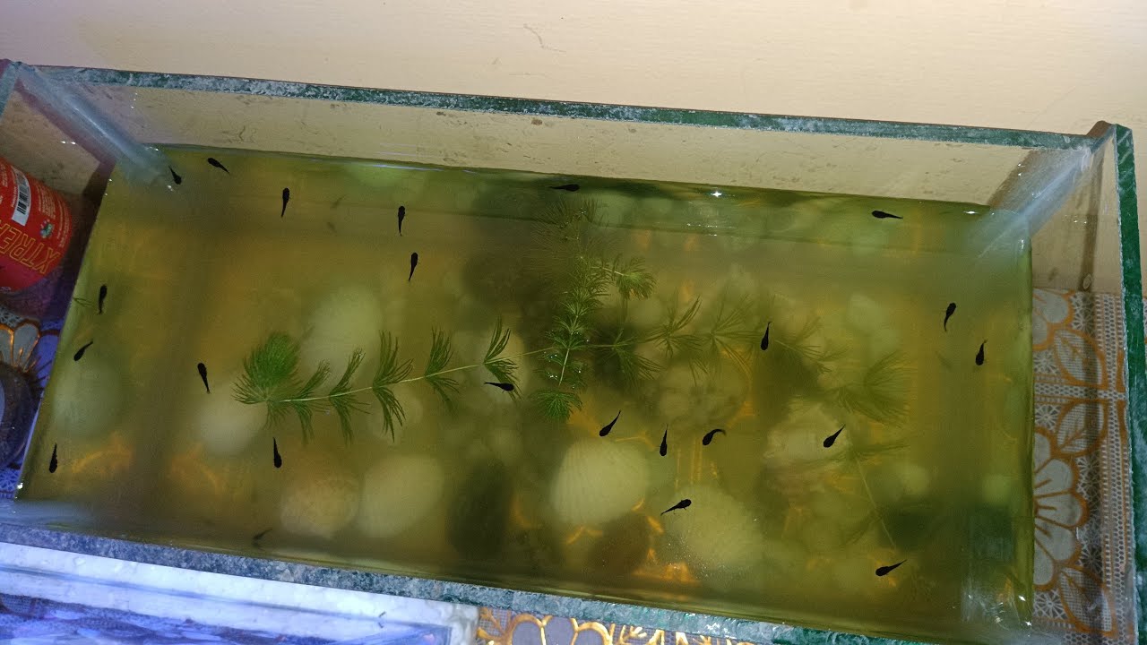 5 Day old bollon molly fish fry (babies) - YouTube