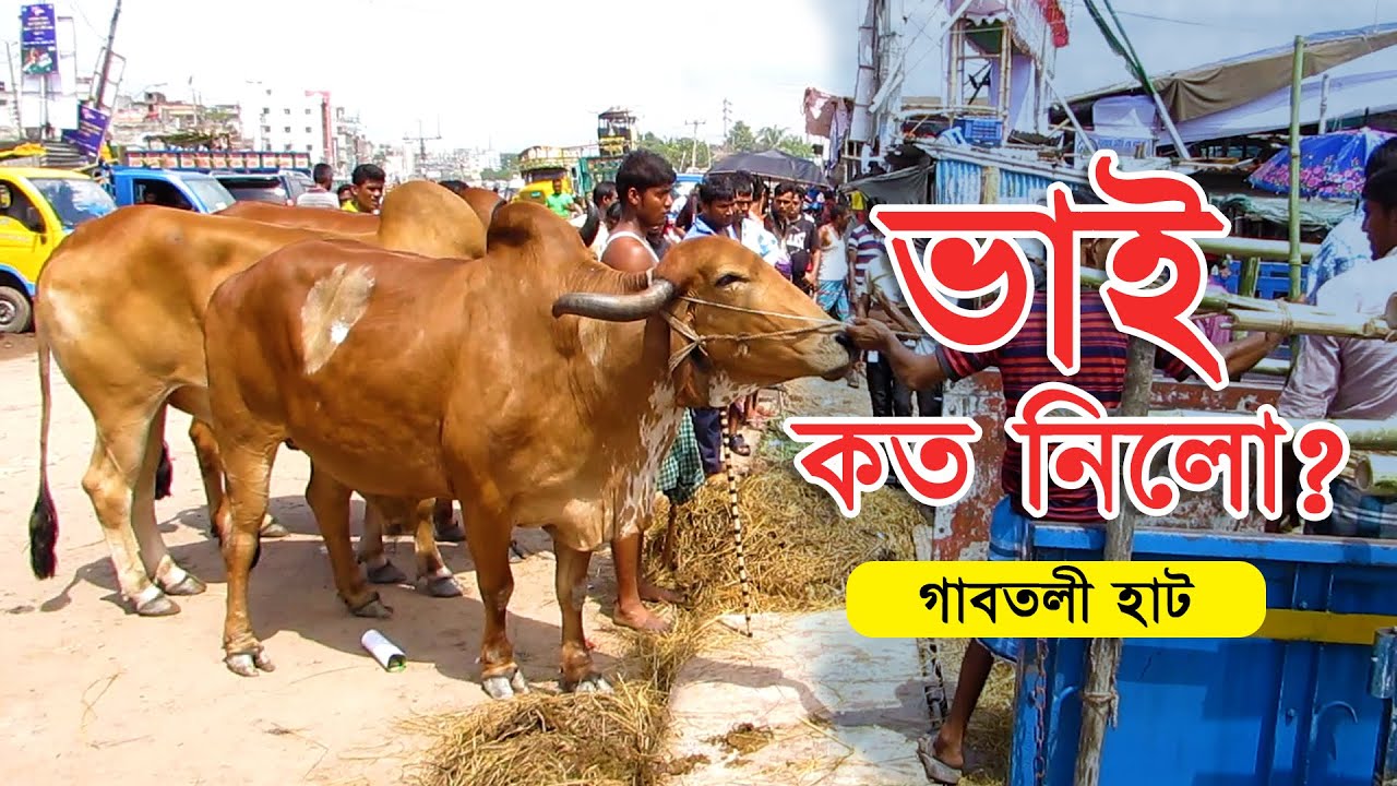 Bhai Koto Nilo | Gabtoli Cattle Market | Big Qurbani Cow Price In ...