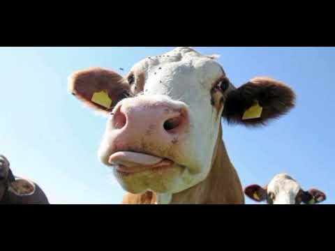 What sound do Cows make? Cow's noises. @JJ Noises - YouTube