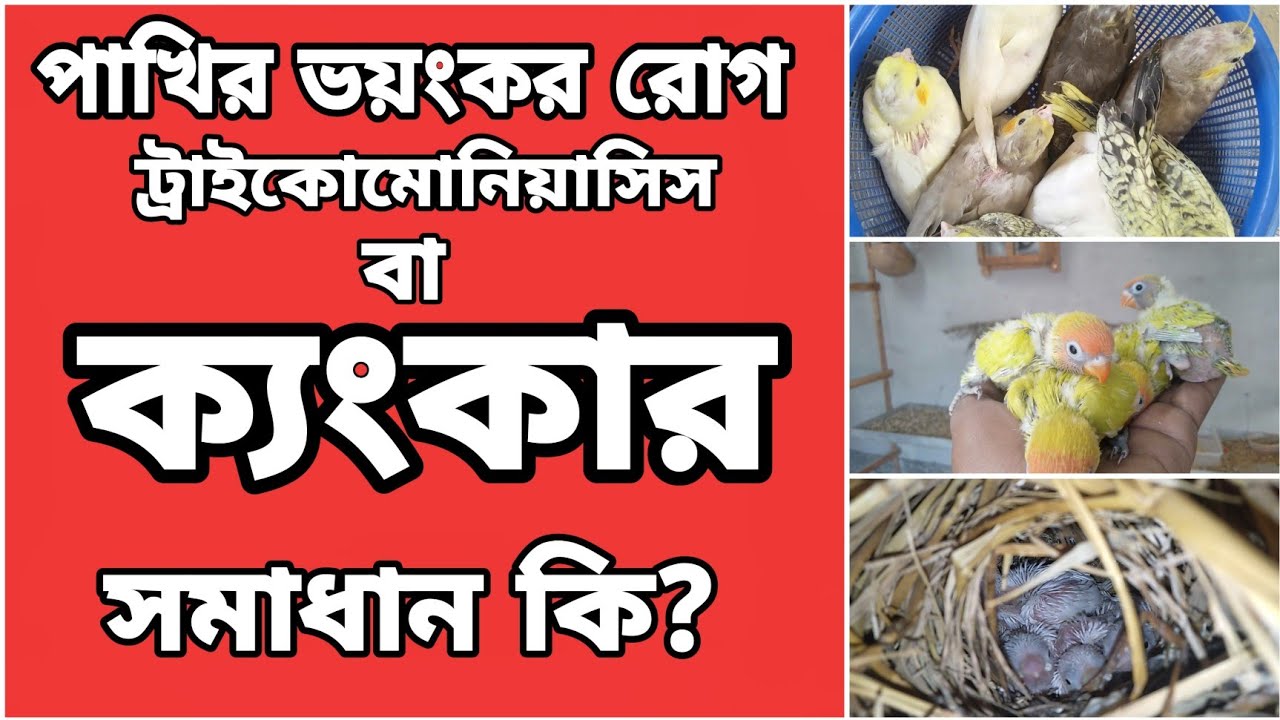 Canker treatment for Birds - পাখির ক‍্যংকার রোগের কারন , লক্ষন ও চিকি ...