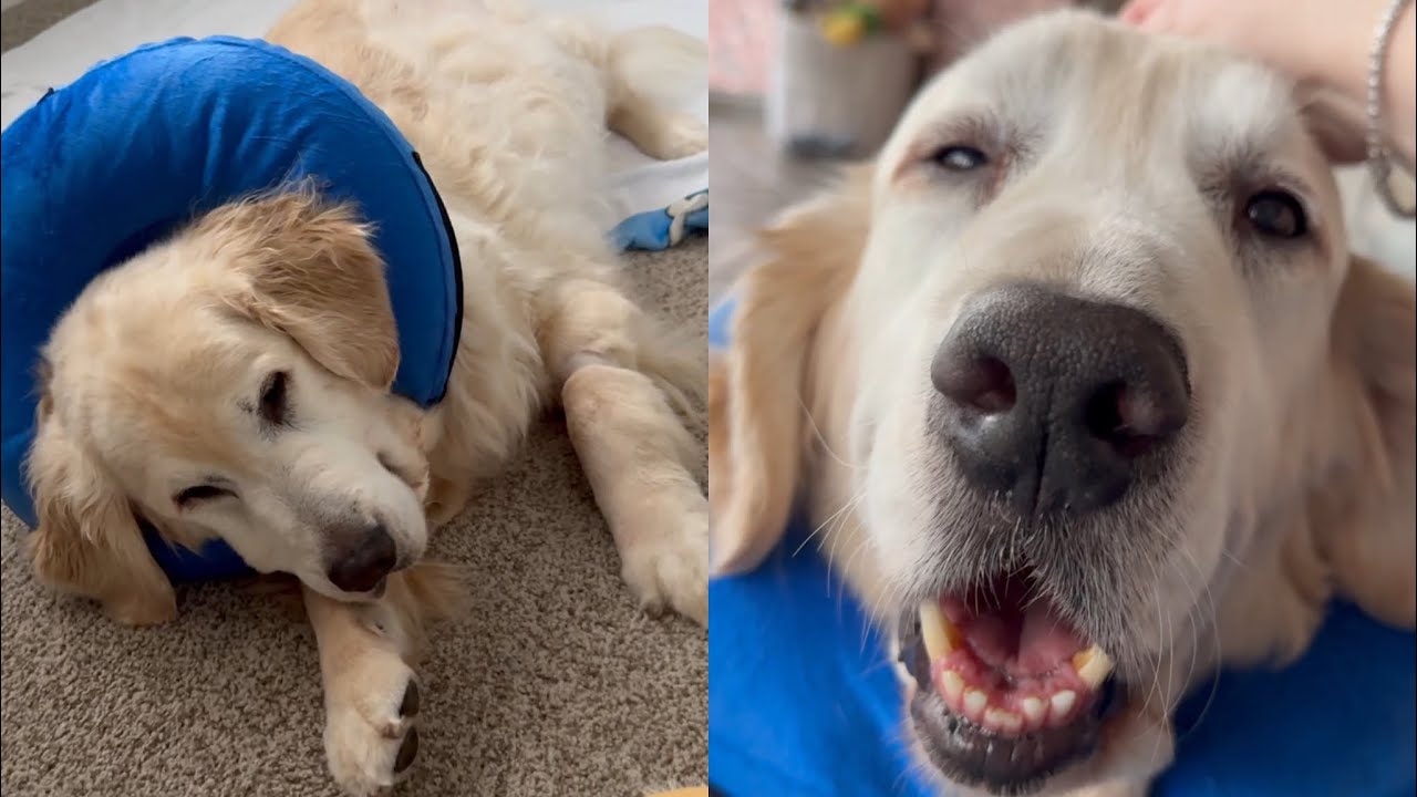 My Dogs Recovery From Surgery So Far - YouTube