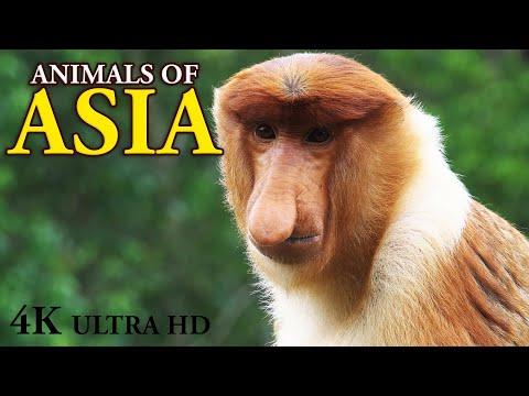 Ultra HD 4K Asian Animals in the Wild [Relaxation Video]