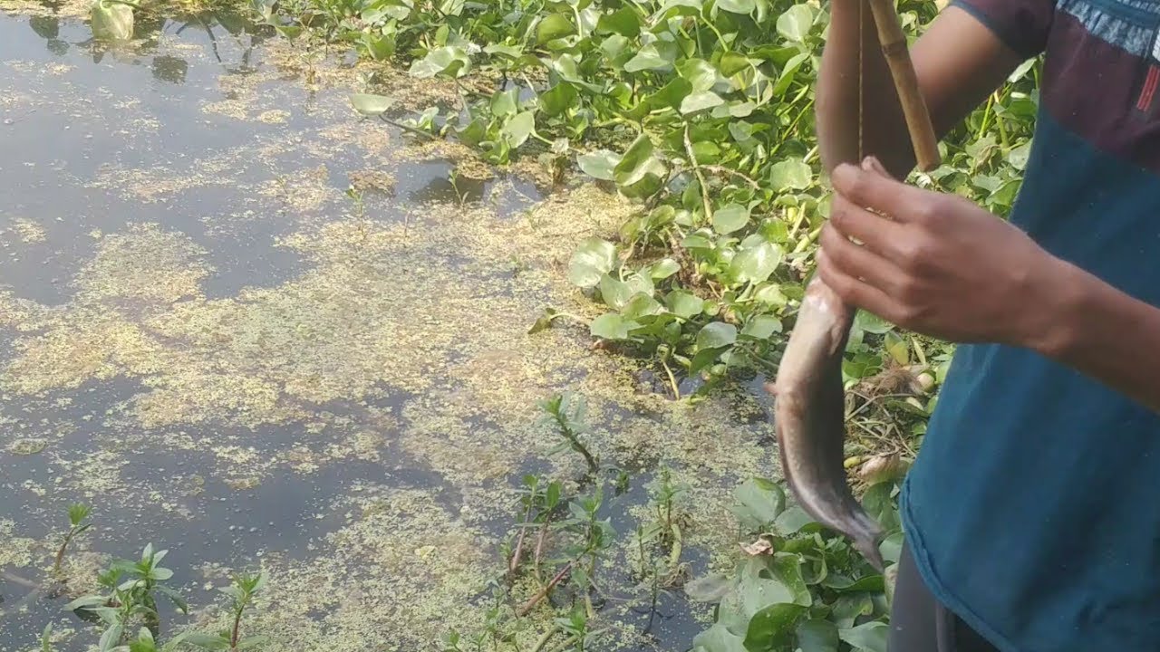 Hook Catfish In The Water Hyacinth..... - YouTube
