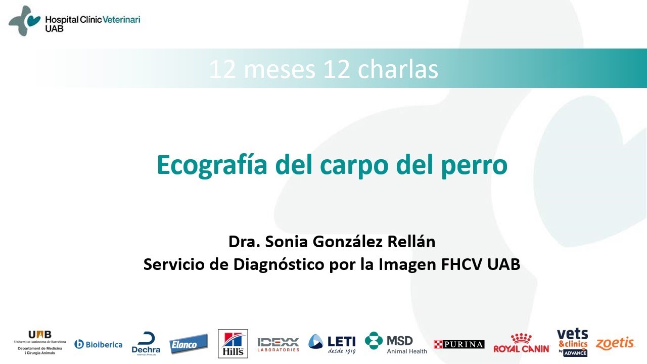 12 meses 12 charlas: Ecografía del carpo del perro (Dra. Sonia González ...
