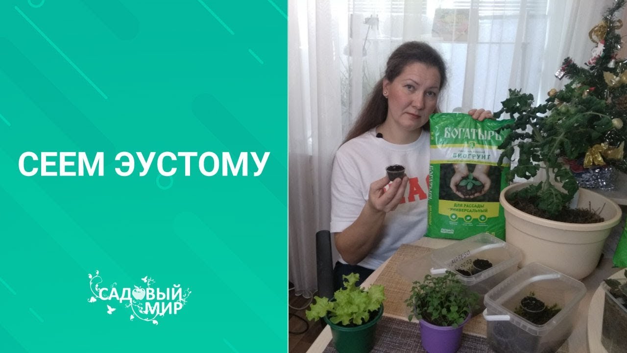 Начинаем новый посадочный сезон с эустомы! Выращивание из семян - YouTube