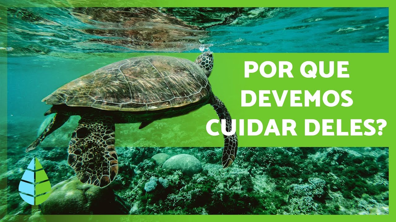 A IMPORTÂNCIA de CUIDAR dos nossos MARES e OCEANOS 🌊🦀 - YouTube