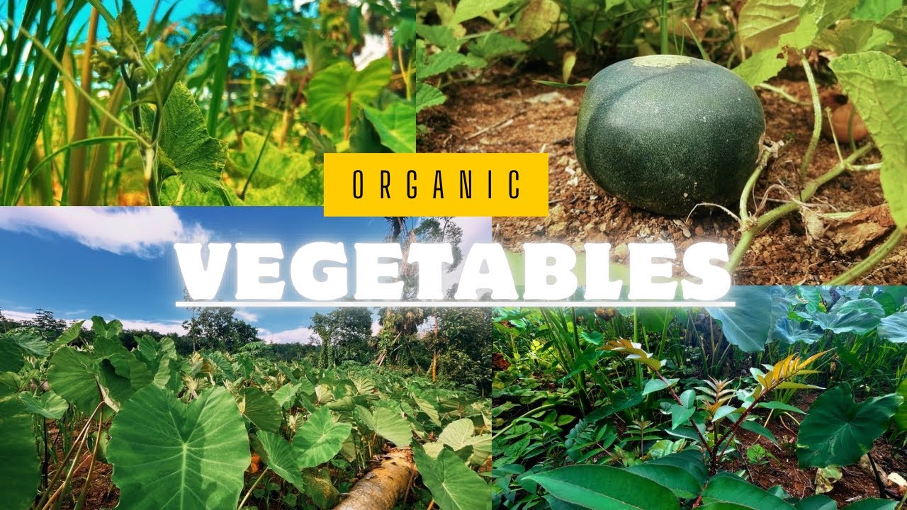 Organic Vegetables🌽🌶️ / Jhum Cultivation🌾 / Village Life - YouTube