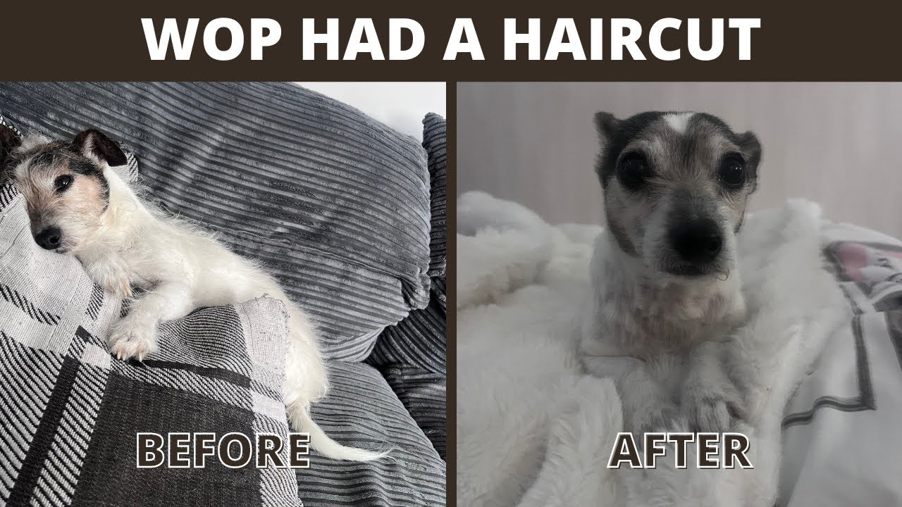 Scruff Had A Trim - Day In The Life - YouTube