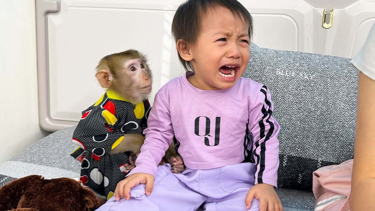 Monkey Kaka comforted Diem who was crying and asking to see phone - YouTube
