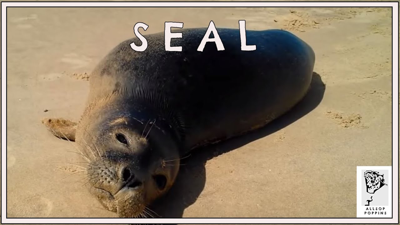 Friendly Seal At The Beach - YouTube
