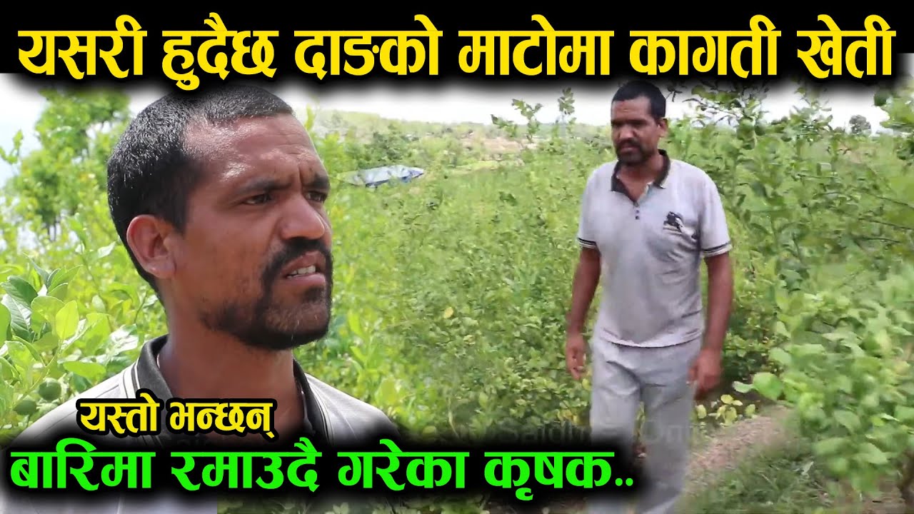 यसरी हुदैछ दाङमा कागती खेती, बारिमा रमाउदै गरेका कृषक यस्तो भन्छन् ...