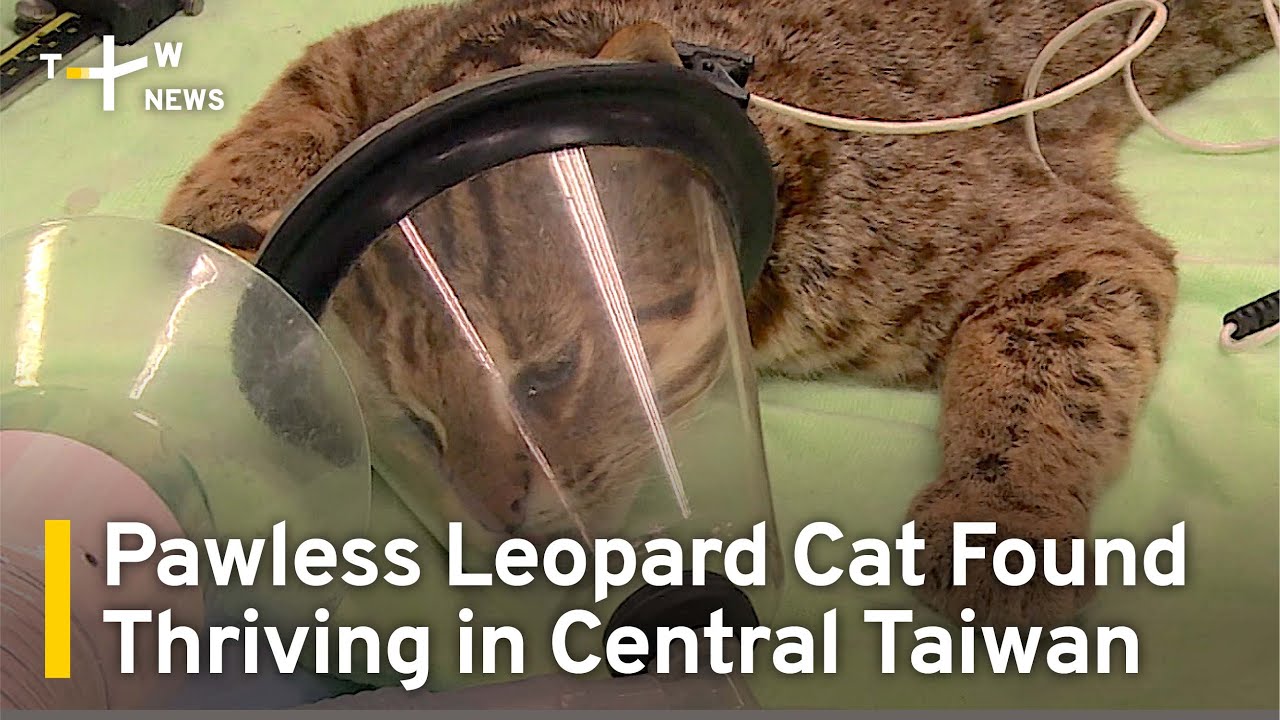 Pawless Leopard Cat Found Thriving in Central Taiwan | TaiwanPlus News ...