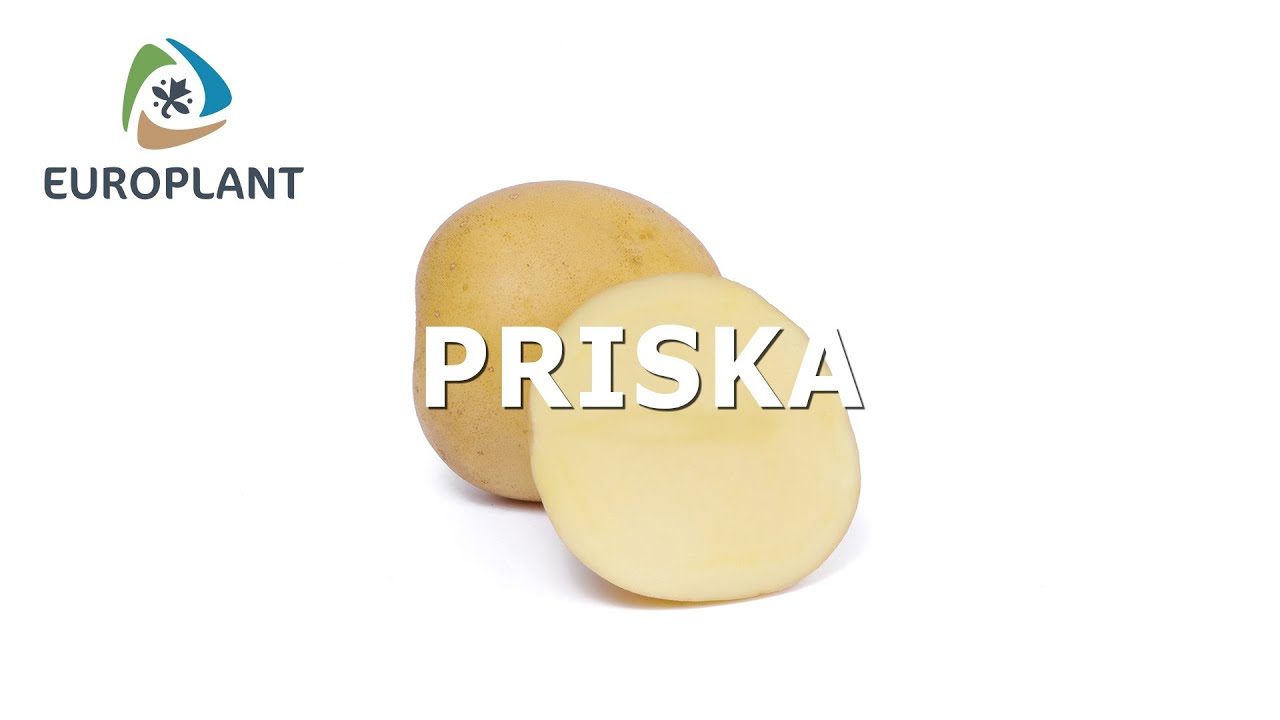 PRISKA Sortenvideo / variety video - YouTube