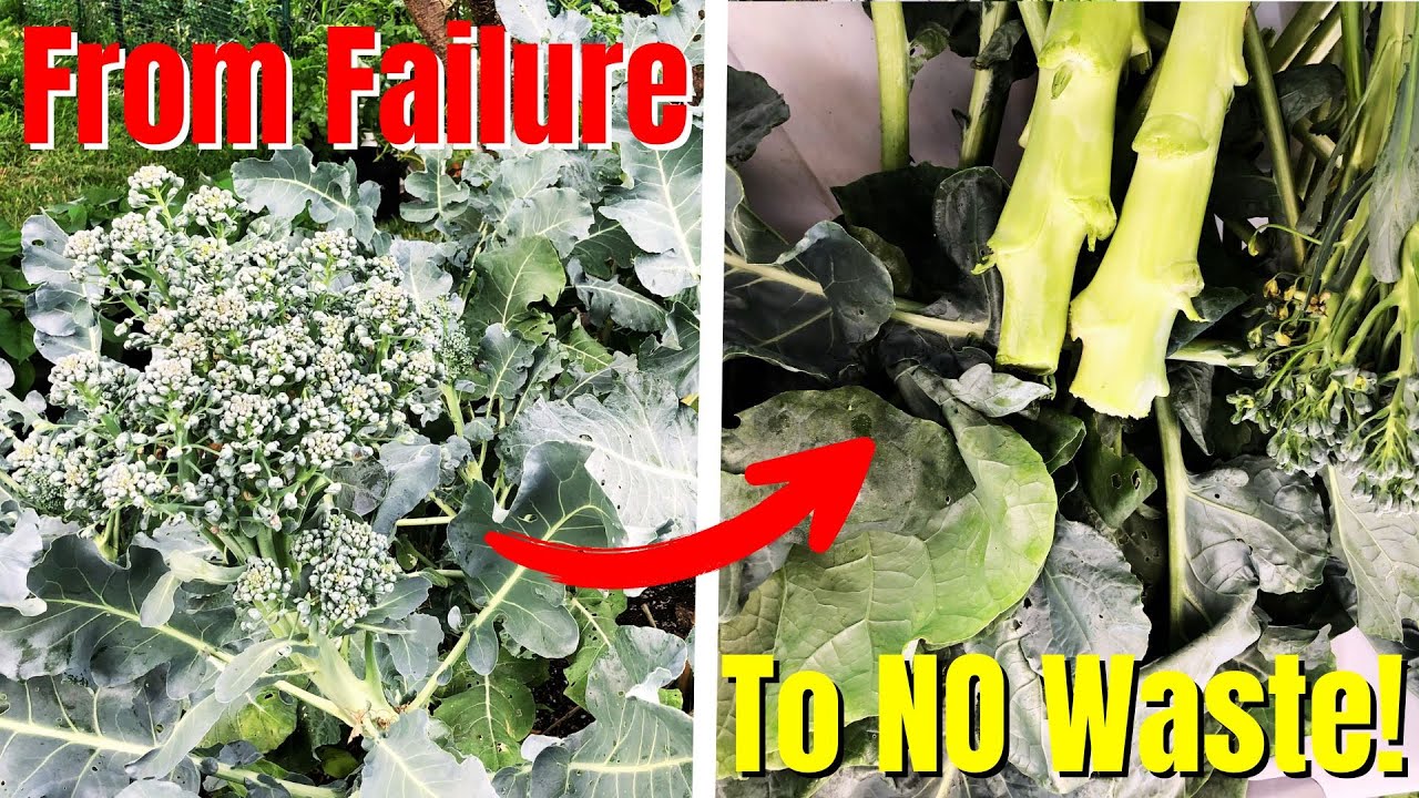 Turning Broccoli Failure Into Success! No Waste Harvest | Zone 5 ...