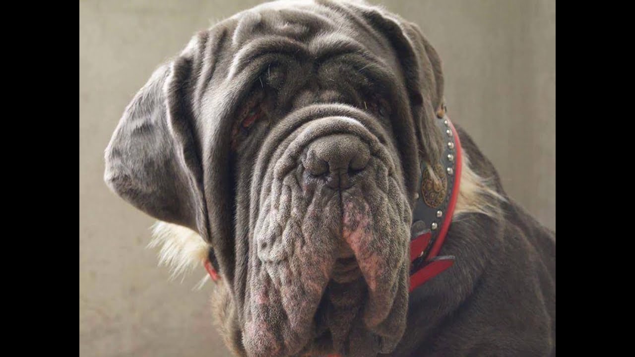 La crema y nata de los mastines en México MASTÍN NAPOLITANO - YouTube