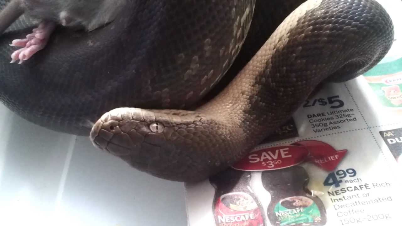 Macklot's Python eating 3 pt.2 - YouTube