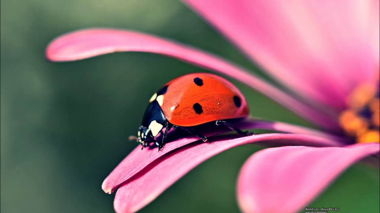 Macro Photography Ladybug - YouTube