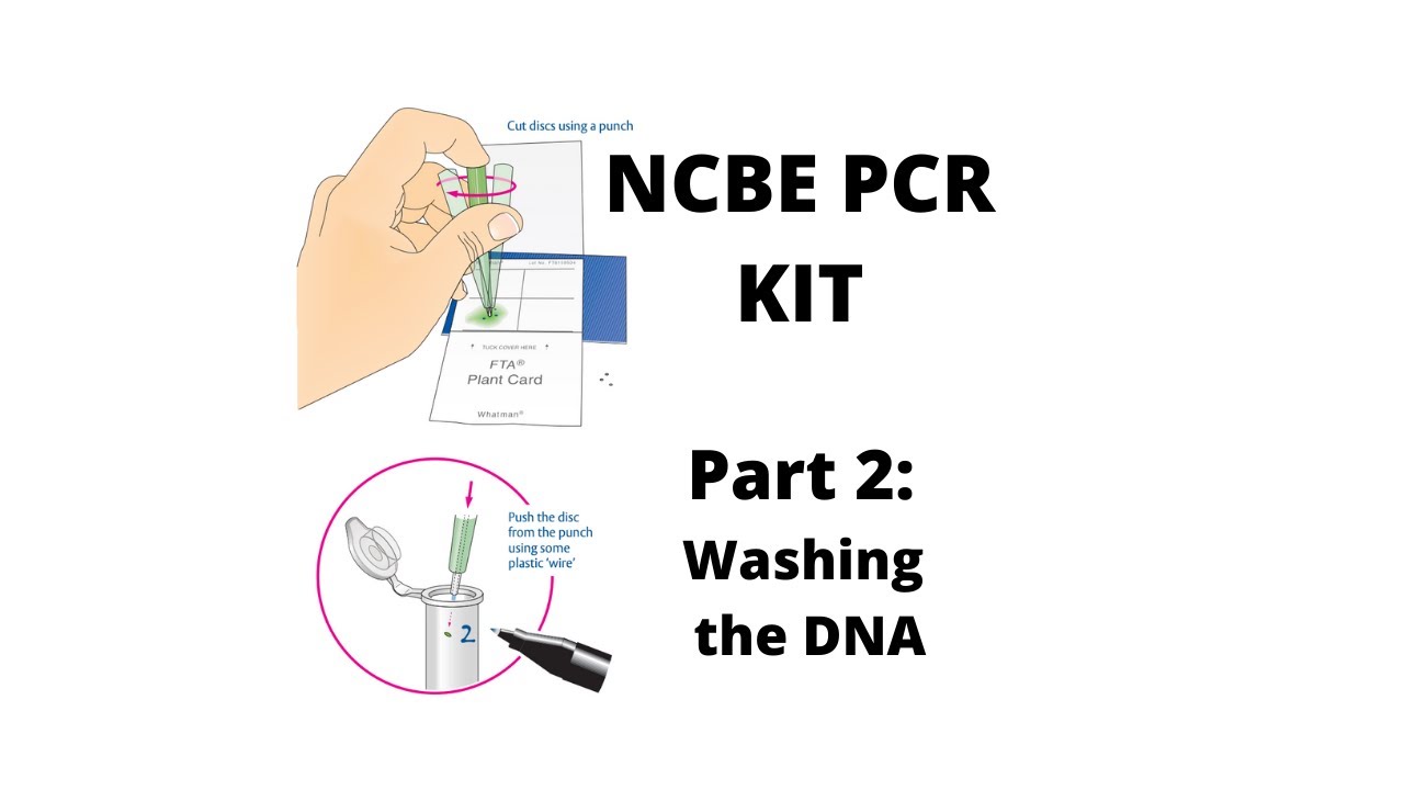PCR KIT VIDEO 2, WASHING THE DNA - YouTube