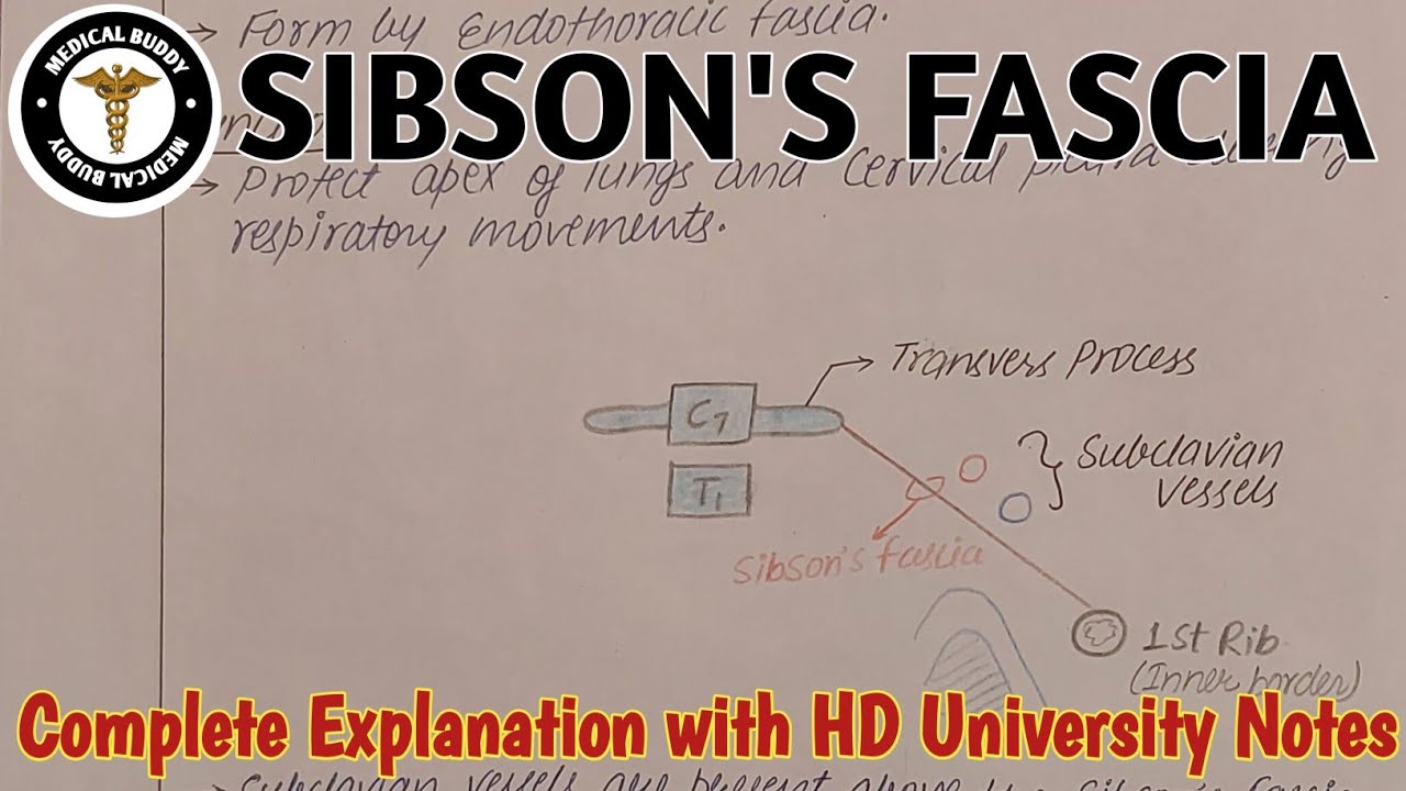 Sibson's Fascia Anatomy | Supra Pleural Membrane Anatomy | Thorax ...