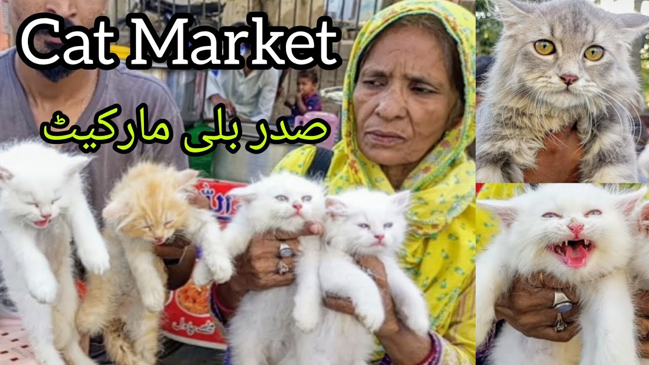 CAT Market Saddar Karachi Pakistan | Sunday Saddar Cat Market | Cat ...
