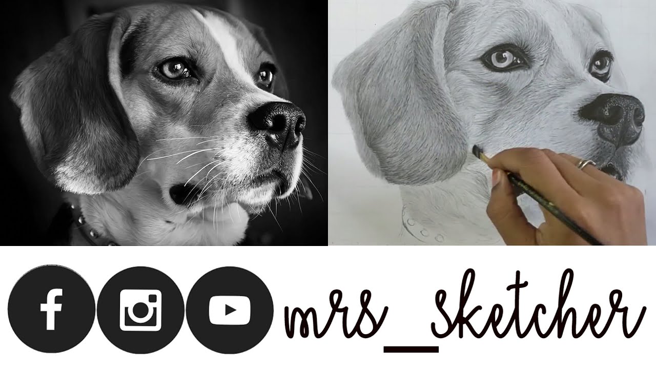 How to draw Labrador Retriever Dog with Pencil || Step by Step ...