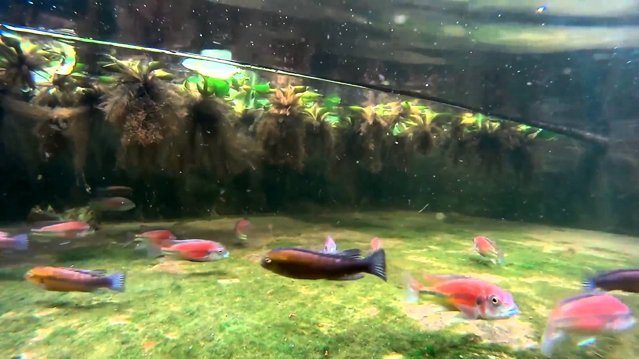 Haplochromis sp "Hippo Point Salmon" (薩爾門/河馬) - YouTube