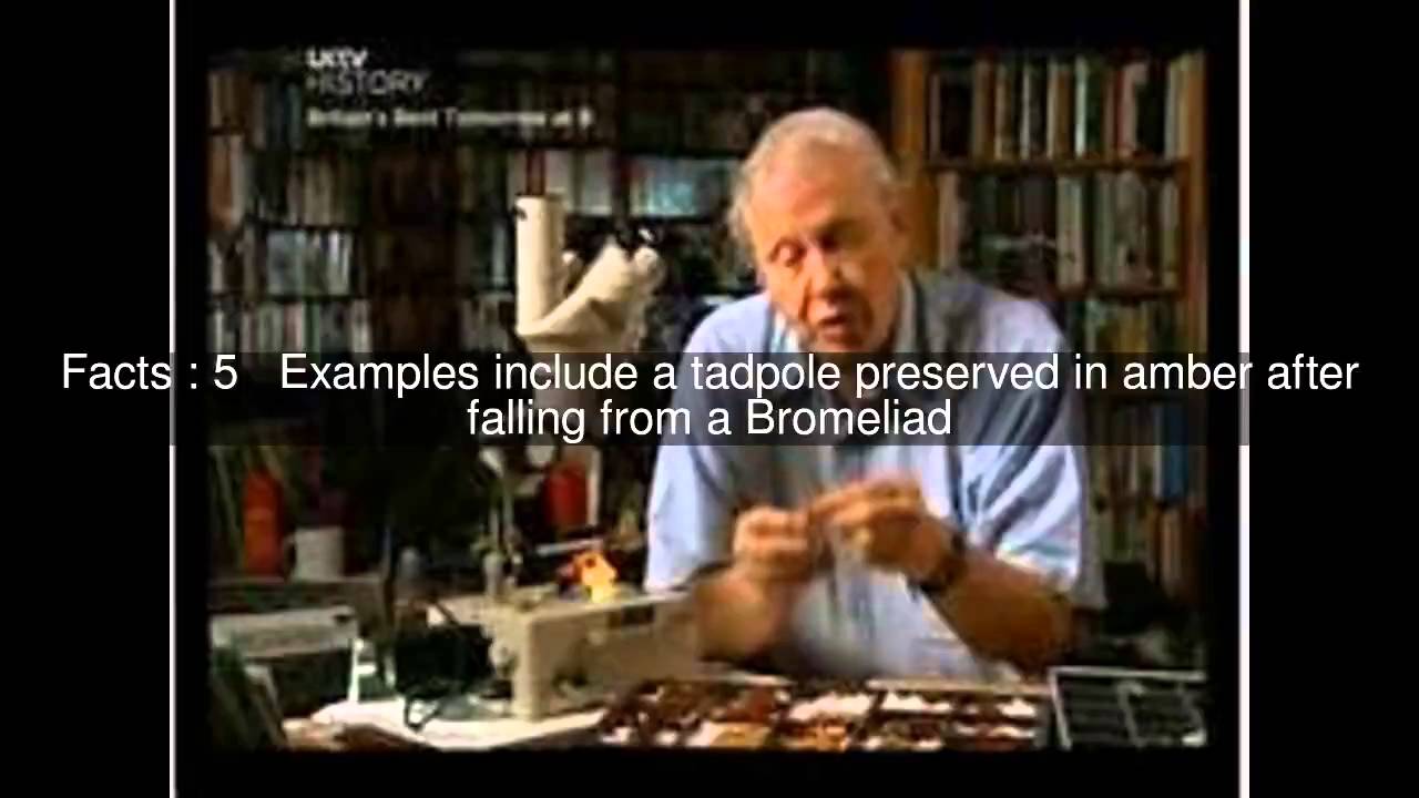 The Amber Time Machine Top #7 Facts - YouTube