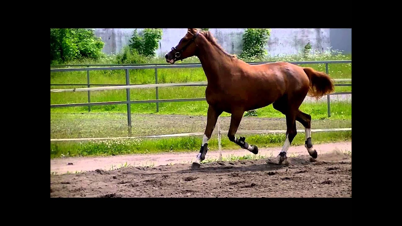 Bibisi - YouTube