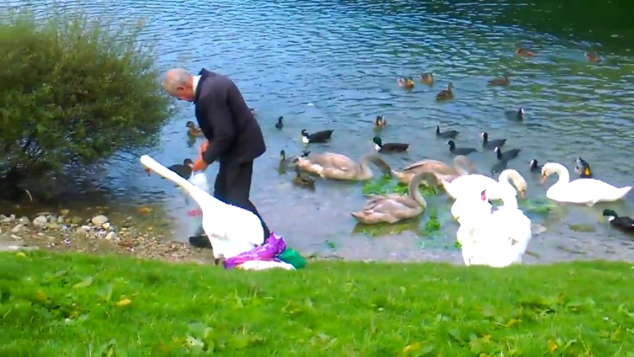 angry swan VS human - YouTube