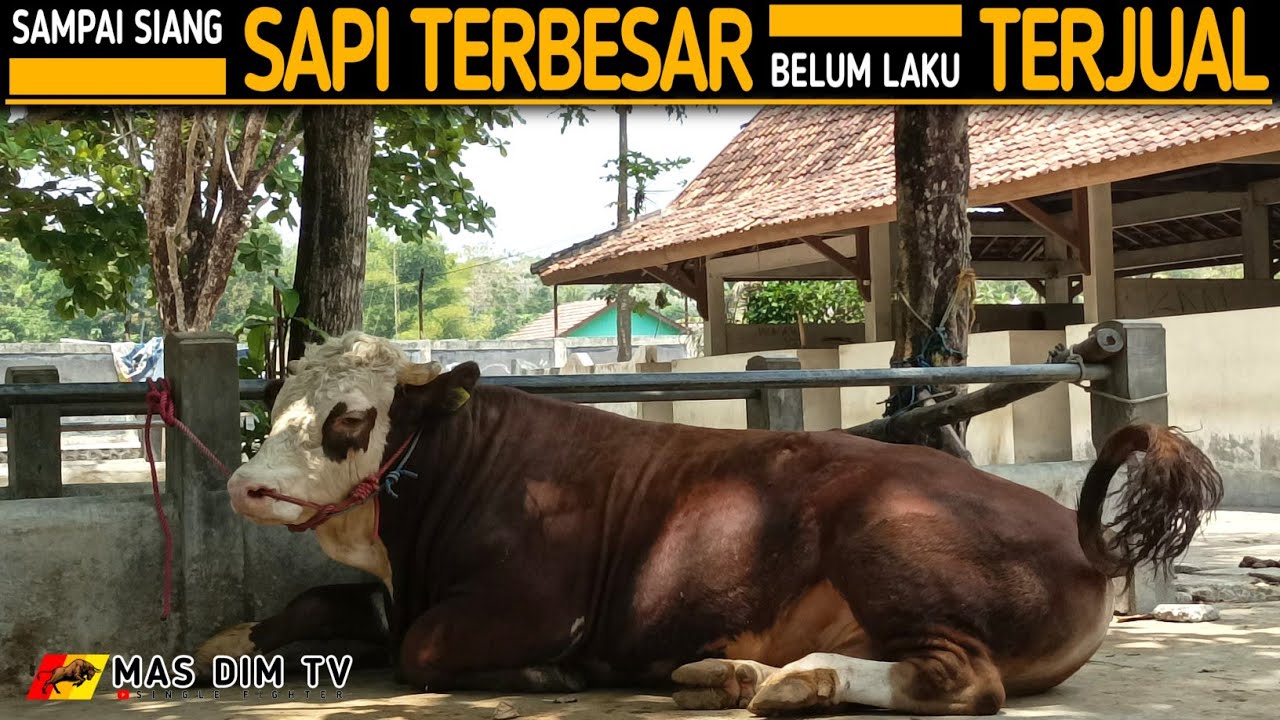 Sampai Siang Pasar Sepi Sapi Terbesar Belum Laku Terjual !! - YouTube