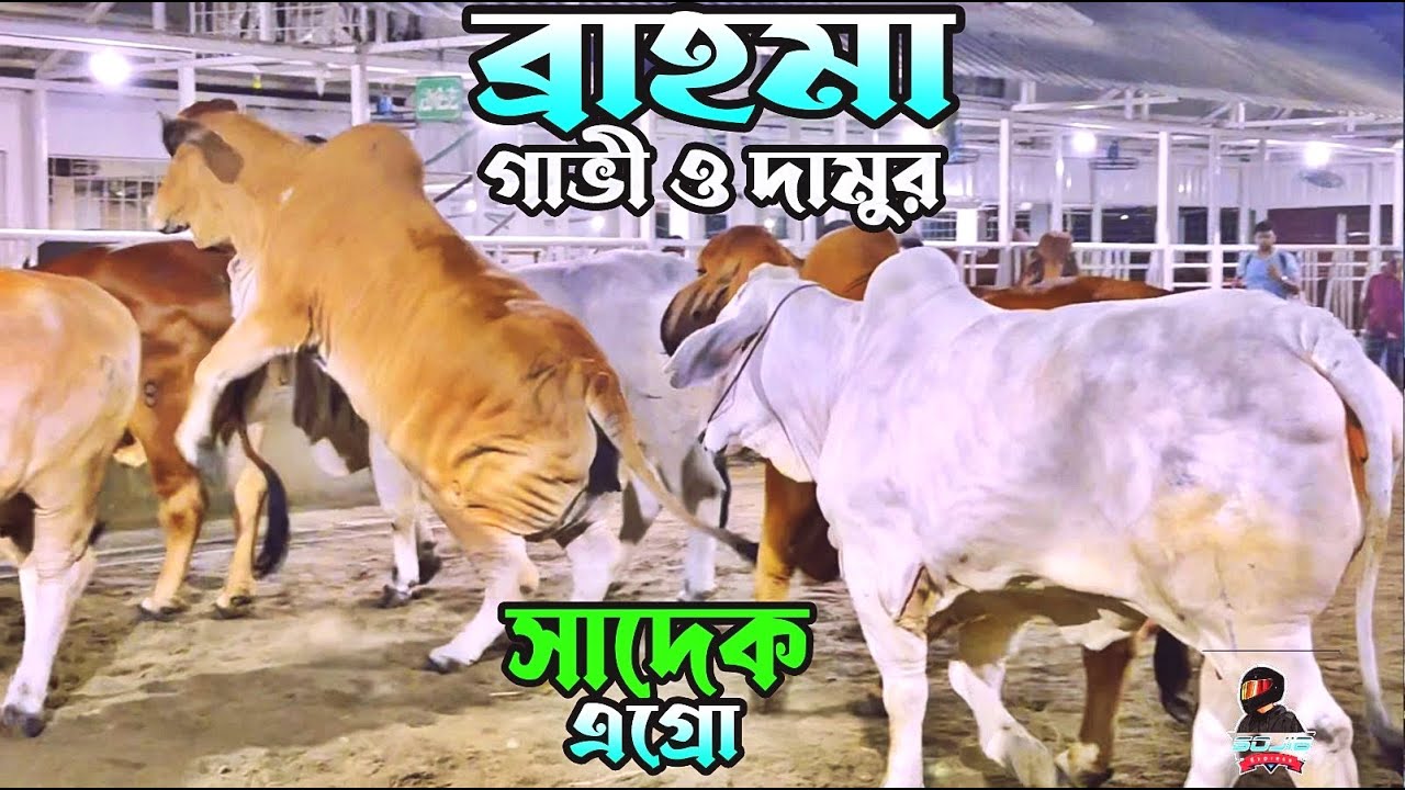 ব্রাহমা গাভী & দামুর গরুগুলো যেনো পাকিস্তানী গরুর মত দেখতে। Sadeeq Agro 2024 Collection - YouTube