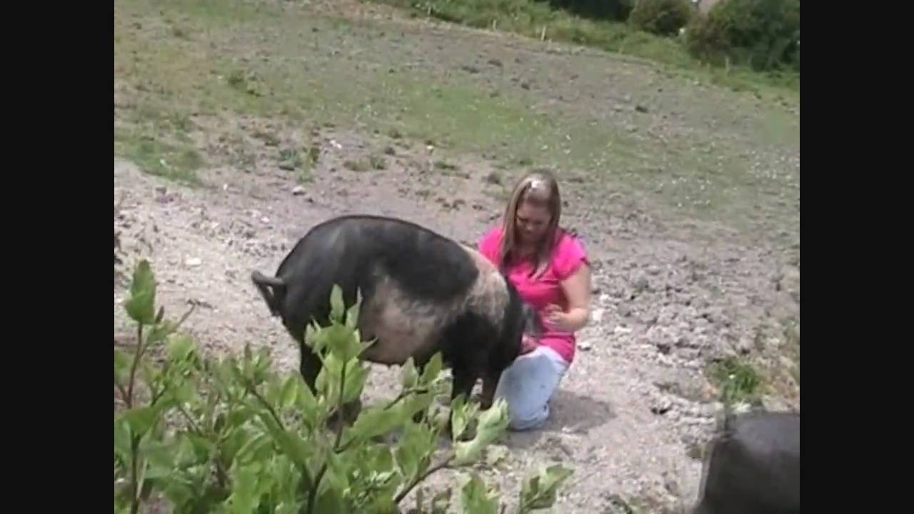 The Real Frontierville - Pig Herding - YouTube
