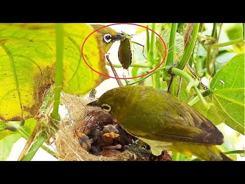 Dad Grabs Oversized PRAYING MANTIS from Furious mom & feeds slowly to ...