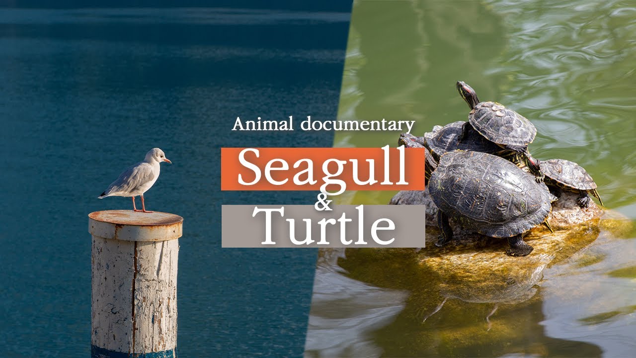 Seagull, Turtle [Animal Documentary] - YouTube
