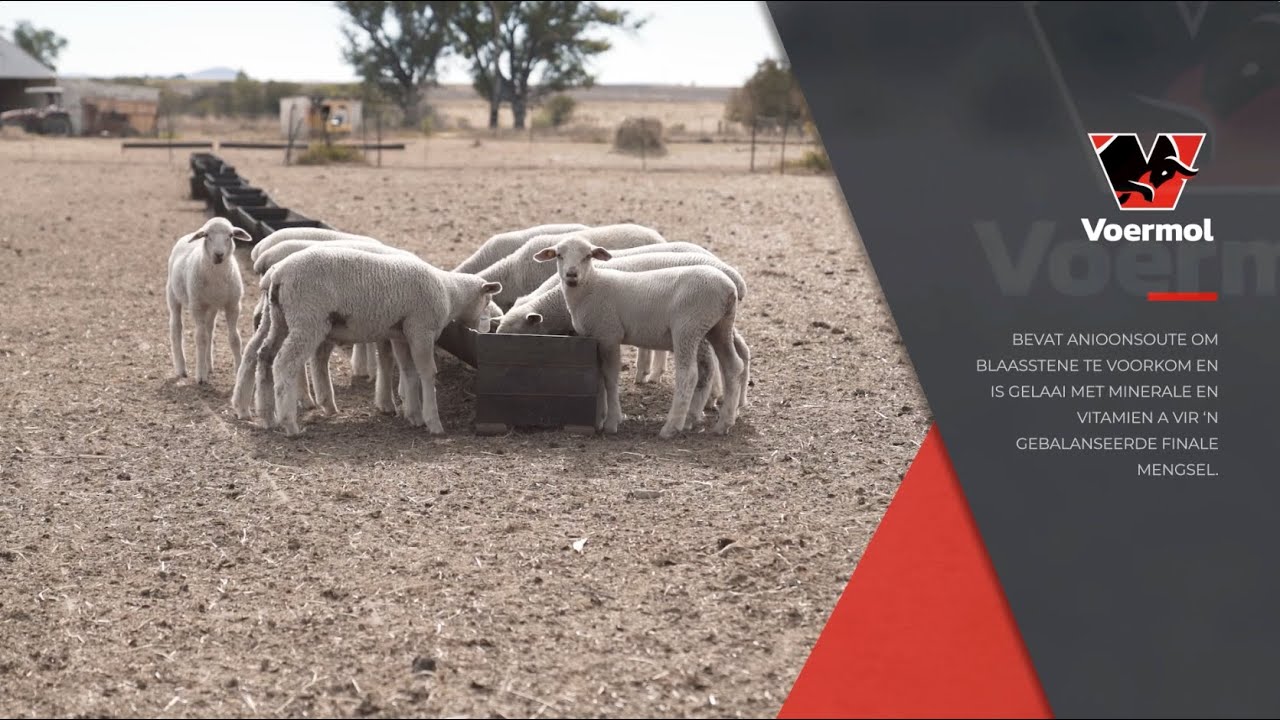 VOERMOL: SS200 Technical Video - AFRIKAANS - YouTube