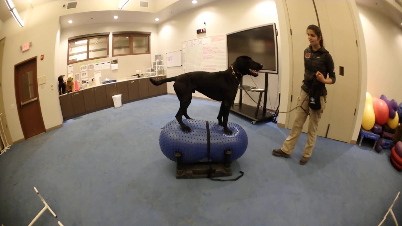 SDF K9 Athletic Conditioning: 8 minute EMOM - YouTube
