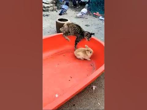 cat vs Rabbit - YouTube