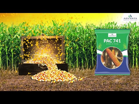 advanta seeds haybrid PAC741corn haybrid| Advanta seeds PAC 741| pac ...