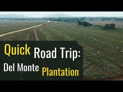 Quick Road Trip: Del Monte Plantation (DJI Mavic Air 2) - YouTube