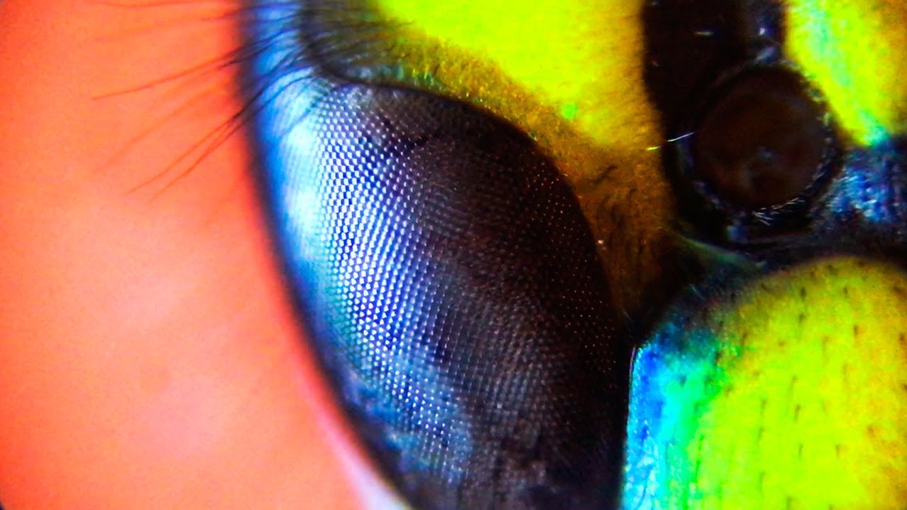 WASP Under The Microscope | Microscope Guy - YouTube