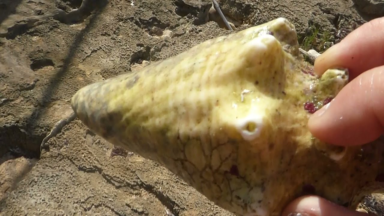 Dorado Puerto Rico City Of Gold- Finding Shells June 2021 Part 2. By # ...